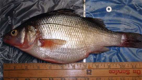 How big are Pa's record fish?