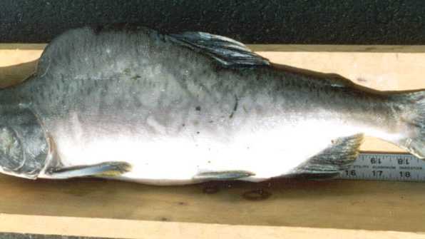 How big are Pa's record fish?