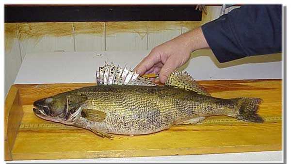 How big are Pa's record fish?