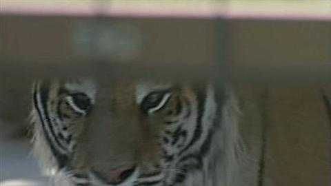 Exotic pets in Pa. - What's the law?