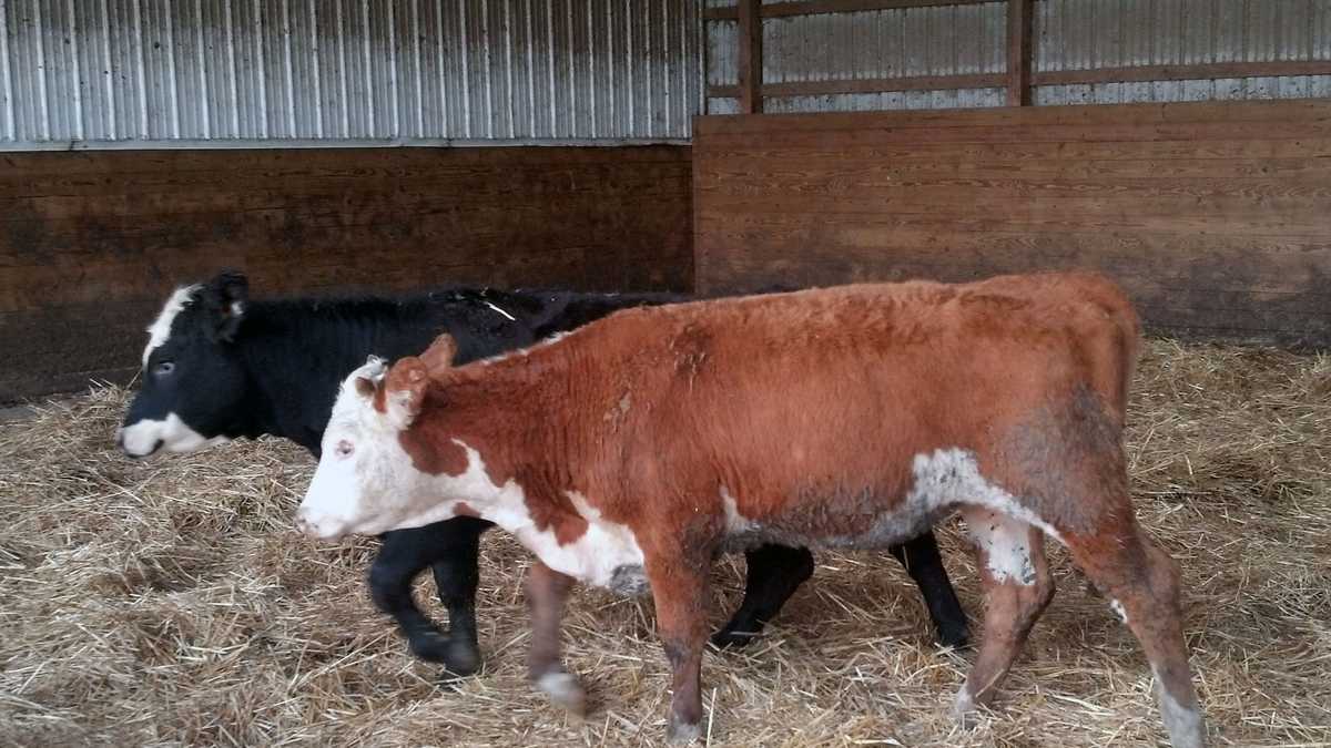 Two arrested in connection with cow theft