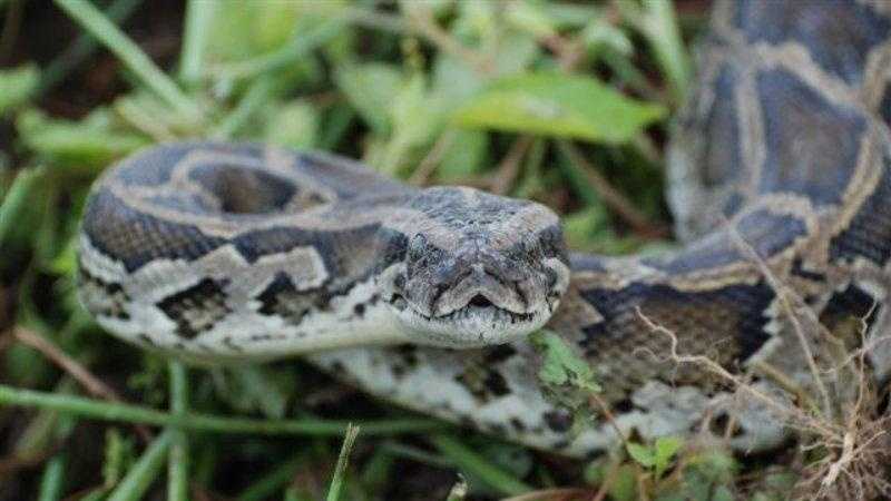 Photos: Feds evaluate threat of 'Giant Constrictors' in US