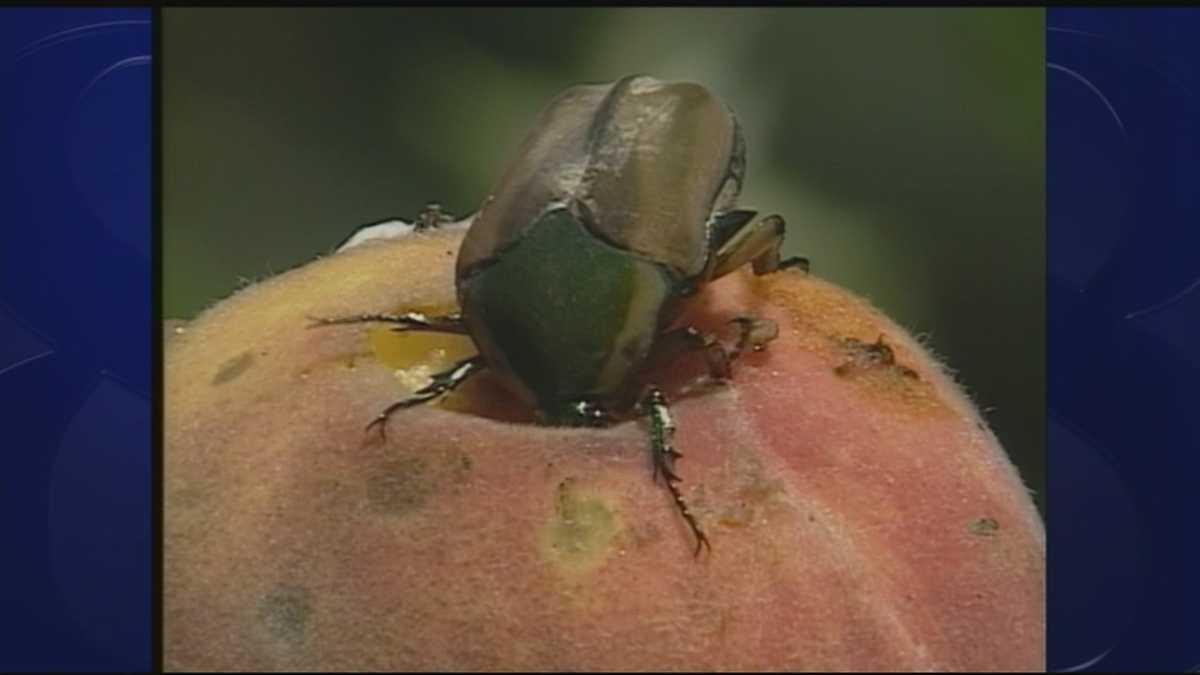 Why are June beetles buzzing in July?