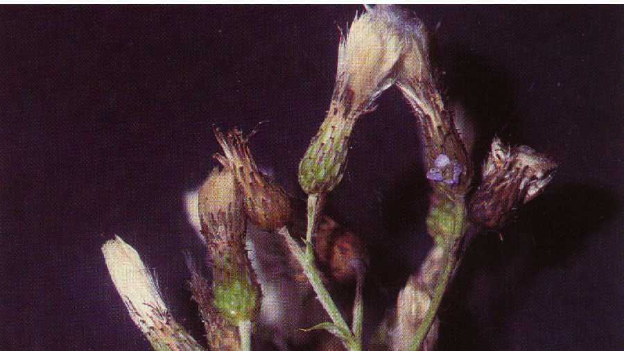 Pa.'s Most Unwanted weeds