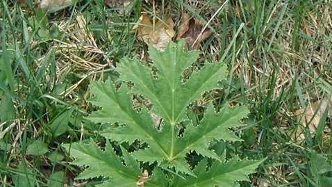 Pa.'s Most Unwanted weeds