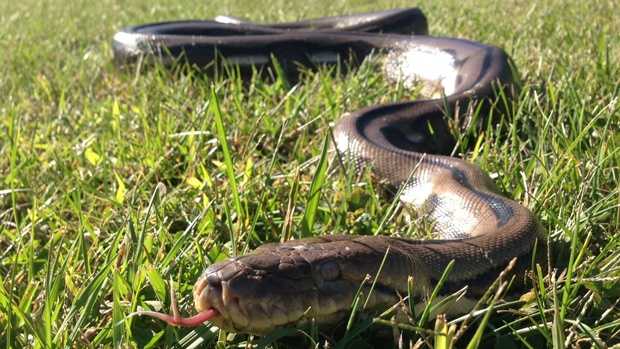 10-foot python found in York County