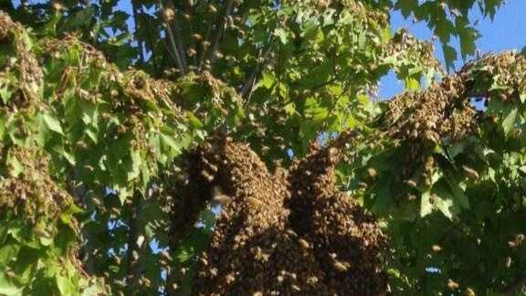 Massive swarm of bees causes stir at Lebanon County rest stop