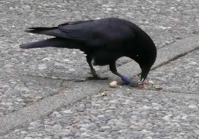 What is the world's smartest animal?