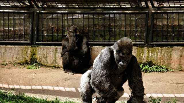 What is the world's smartest animal?