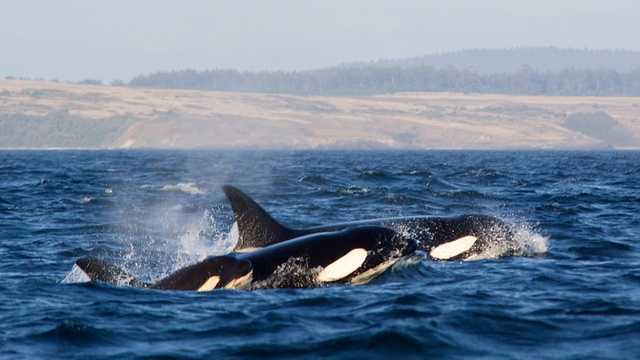 What is the world's smartest animal?