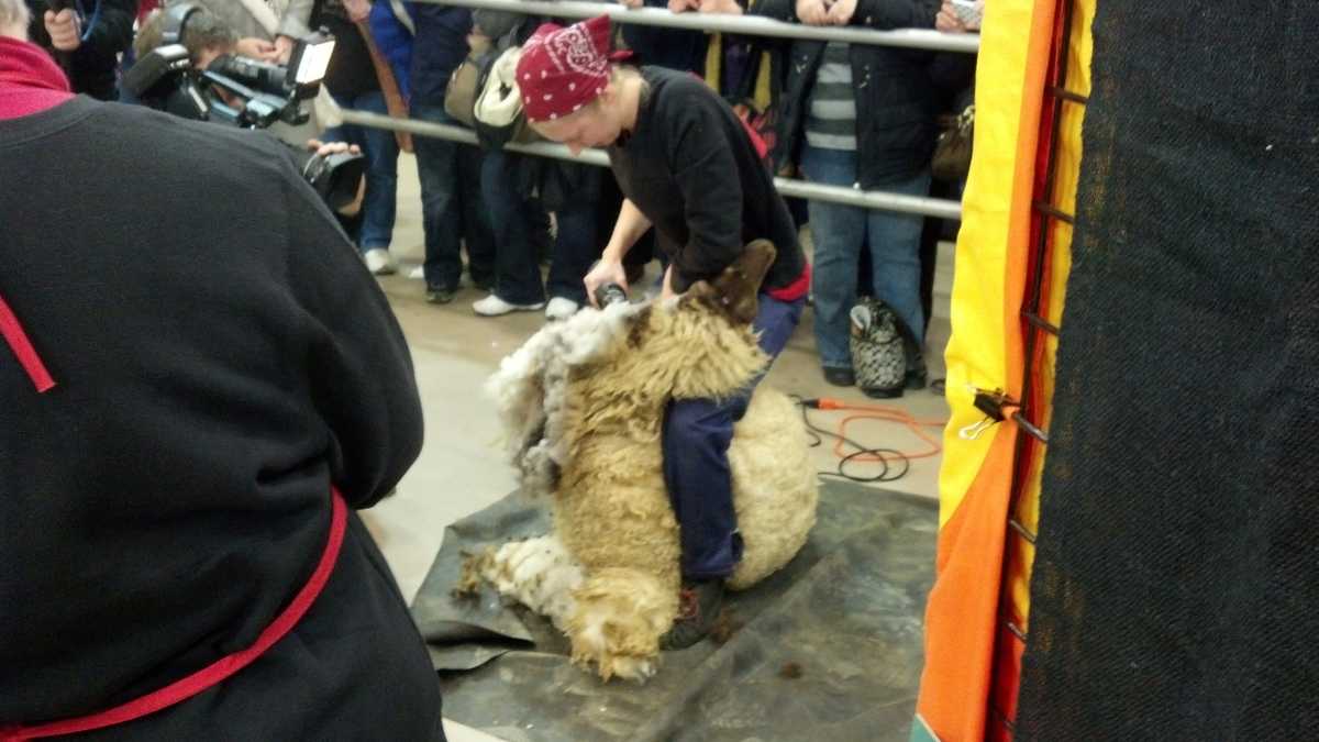 Pa. Farm Show sheep to shawl