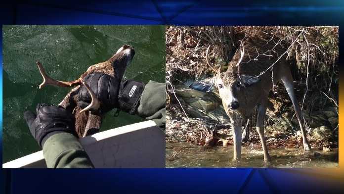 Deer rescued after falling through the ice