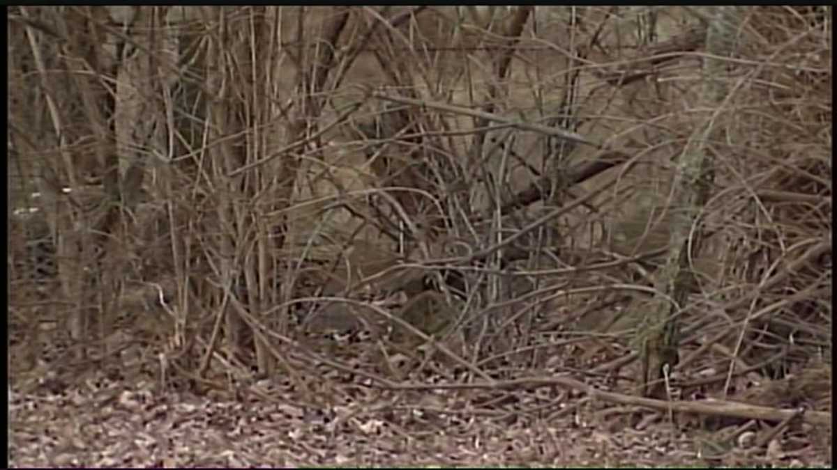 Photos: Body found scene