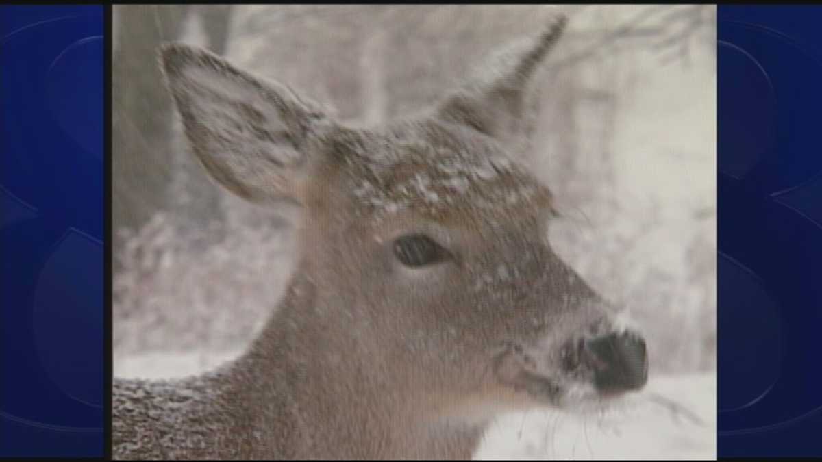 How do wild animals deal with extreme cold weather?