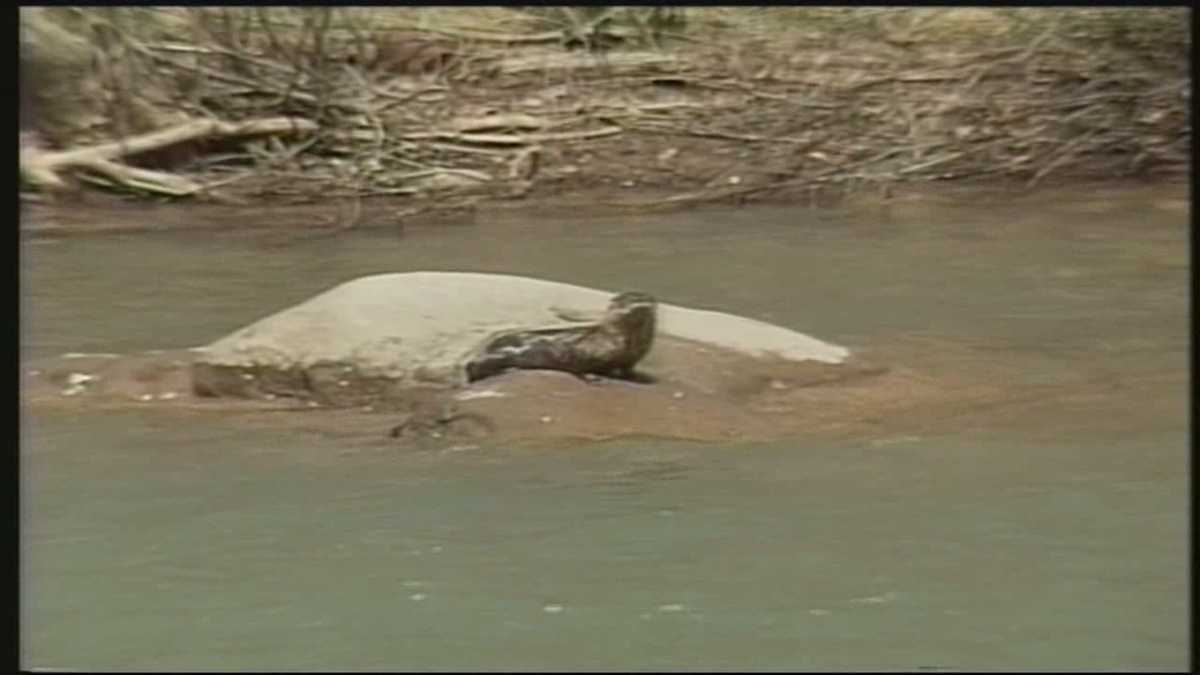 Wild Moments: River otters in the Susquehanna Valley