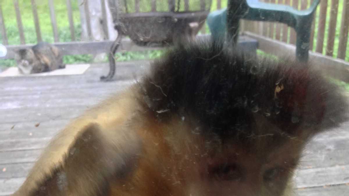 Photos: Escaped monkey, burned exotic pet shelter