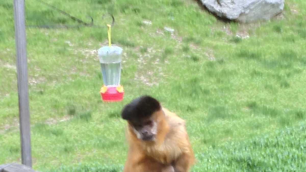 Photos: Escaped monkey, burned exotic pet shelter