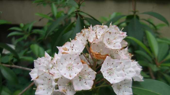 Images: Pennsylvania's official state symbols