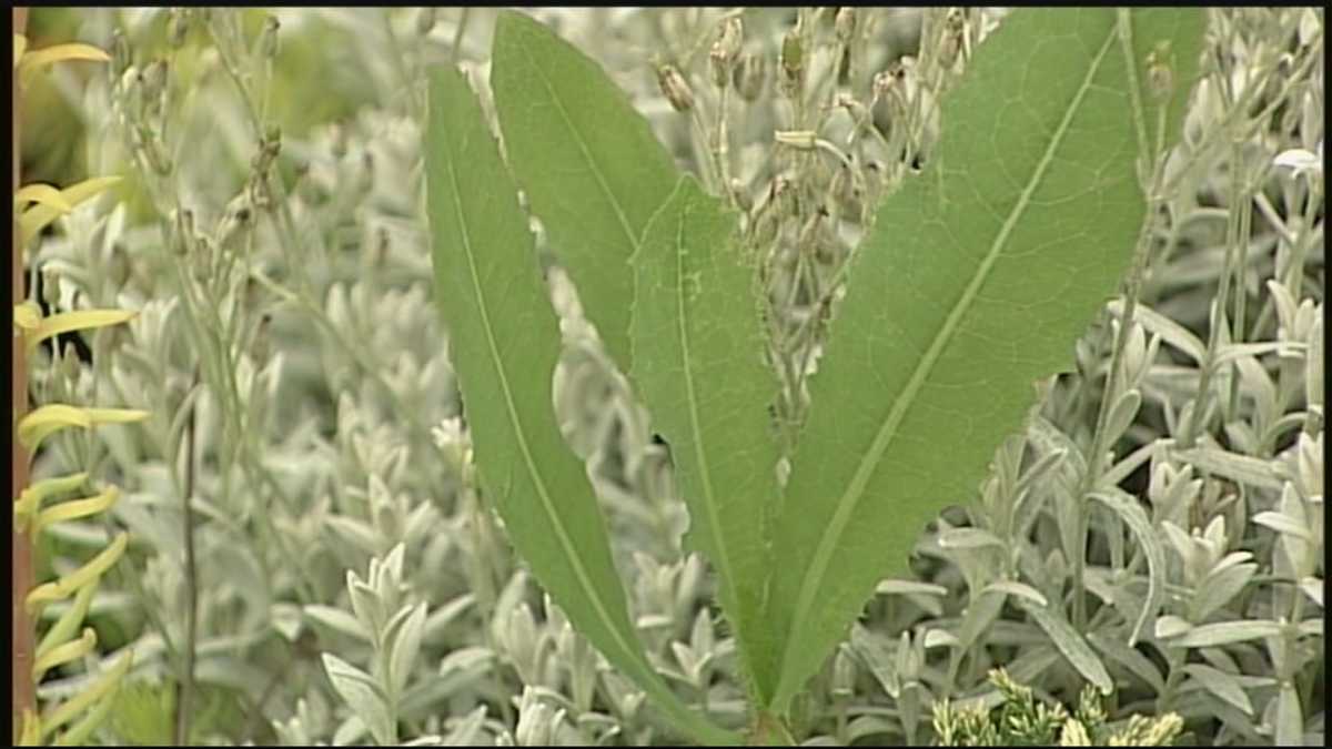 Are you tired of obnoxious weeds in your garden?