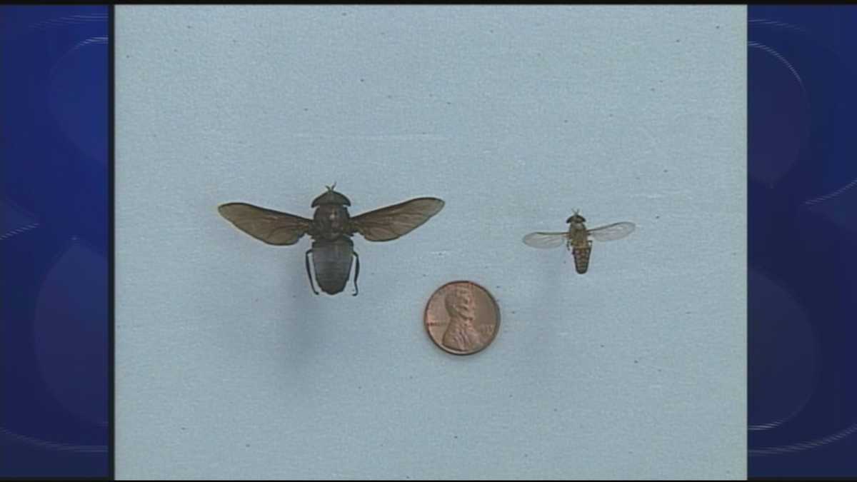 Wild Moments: Are pesky flies ruining your summer fun?
