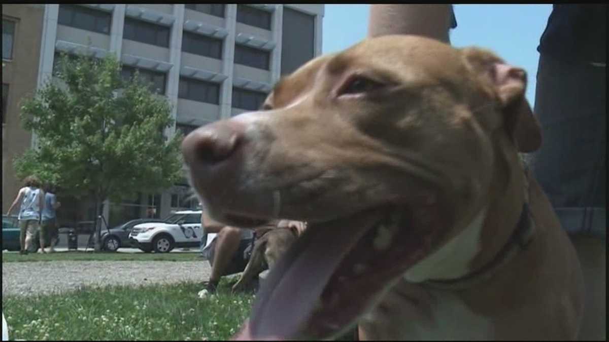 Rally held for pit bull shot by Lancaster City police