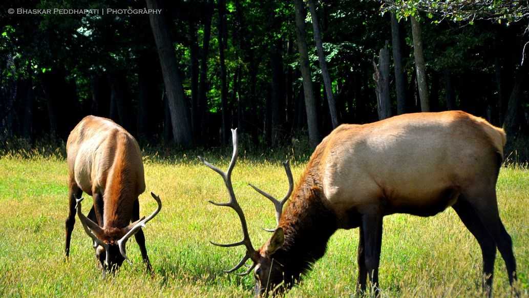 Photos: Huge bull elk shot illegally, officials say
