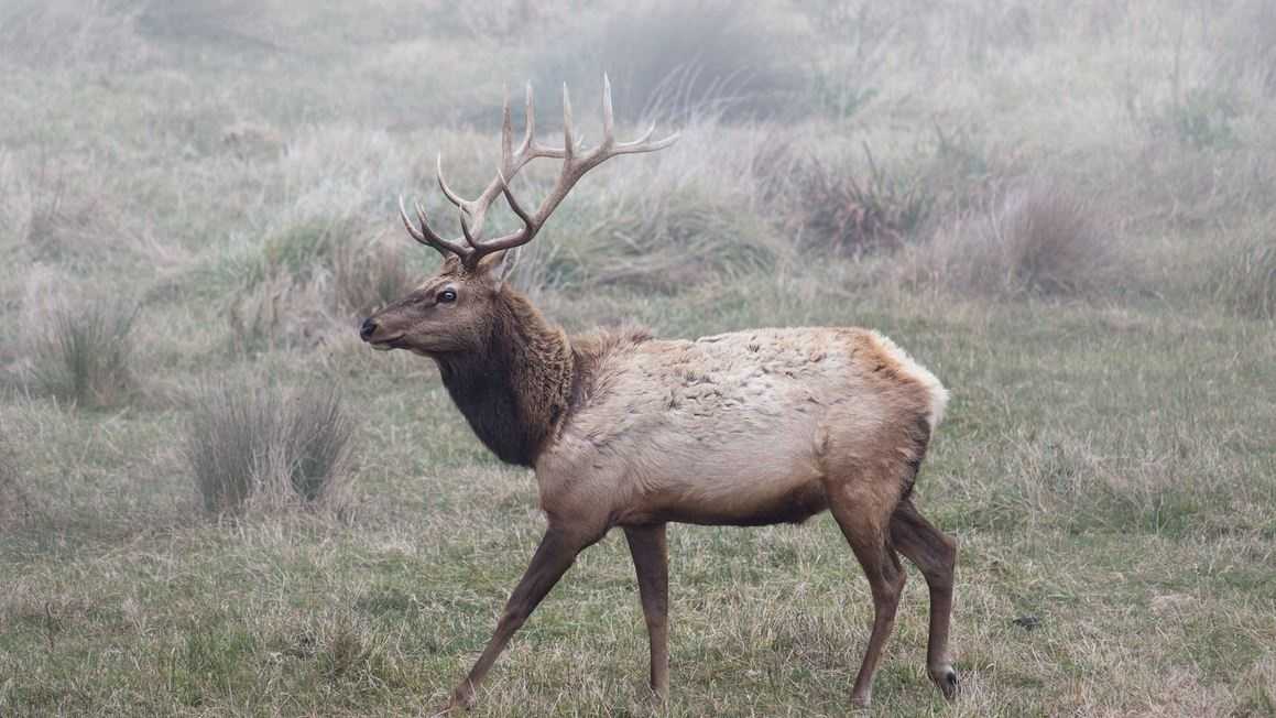Photos: Huge bull elk shot illegally, officials say