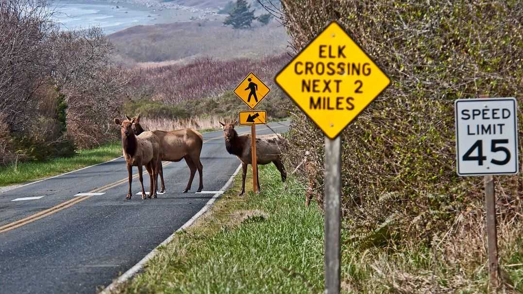 Photos: Huge bull elk shot illegally, officials say
