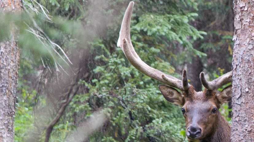 Photos: Huge bull elk shot illegally, officials say