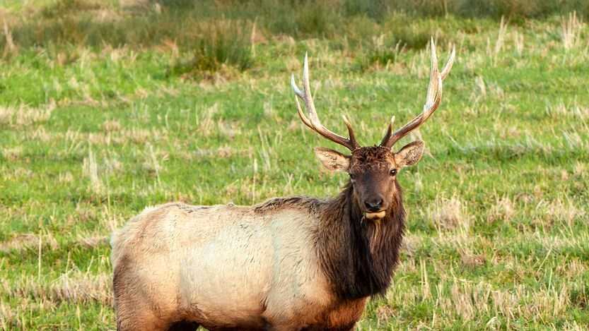 Photos: Huge bull elk shot illegally, officials say
