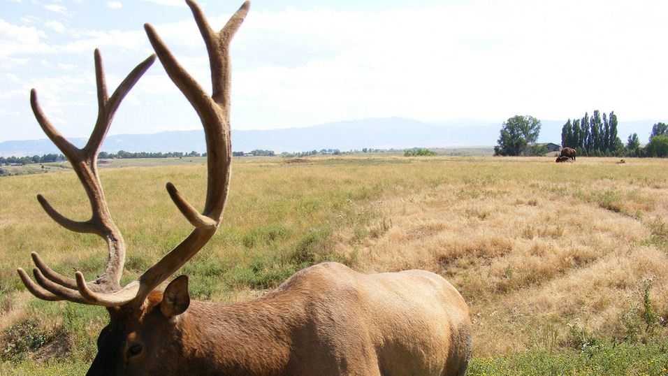 Photos: Huge bull elk shot illegally, officials say