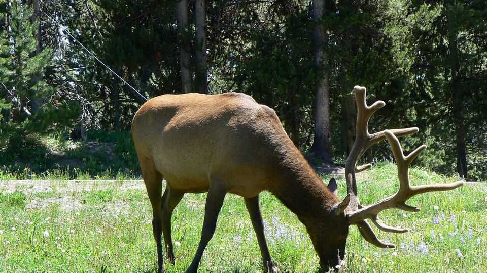 Photos: Huge bull elk shot illegally, officials say