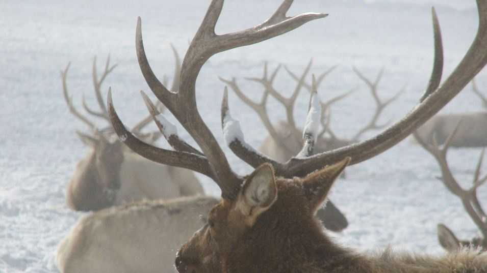 Photos: Huge bull elk shot illegally, officials say