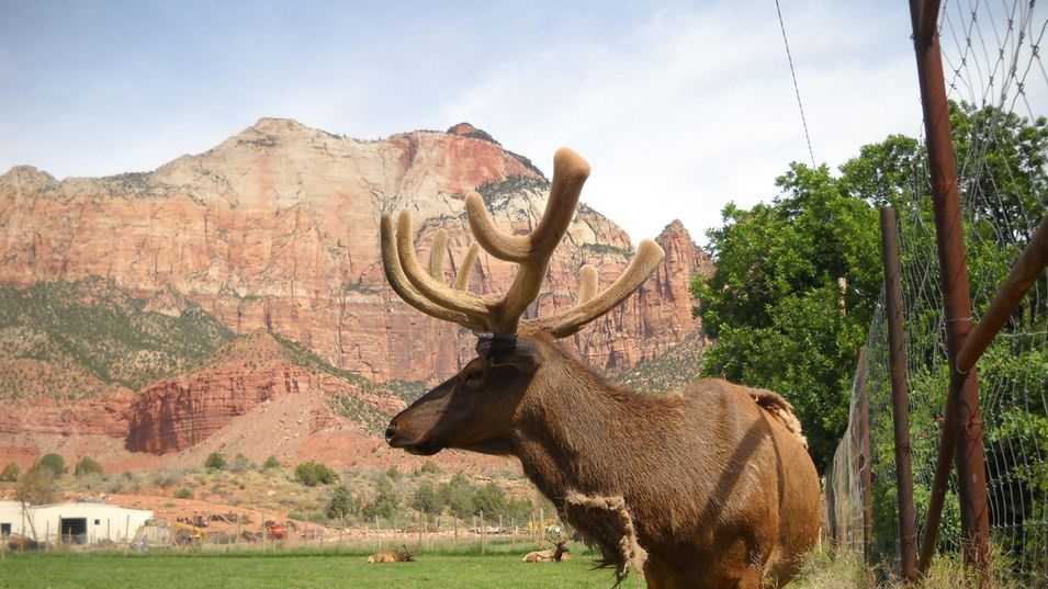 Photos: Huge bull elk shot illegally, officials say