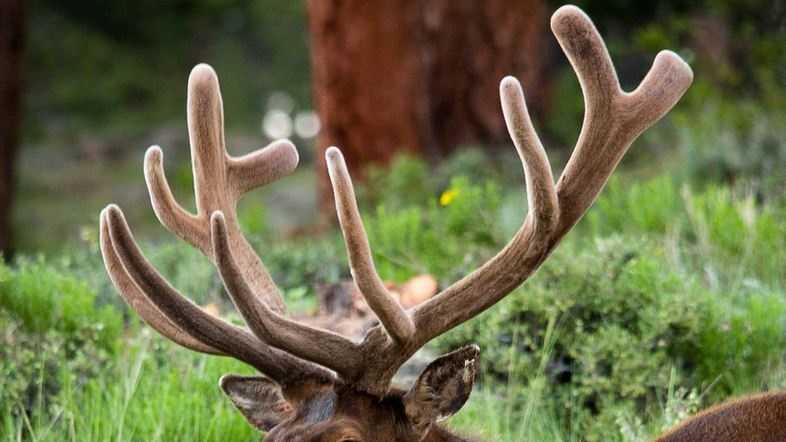 Photos: Huge bull elk shot illegally, officials say