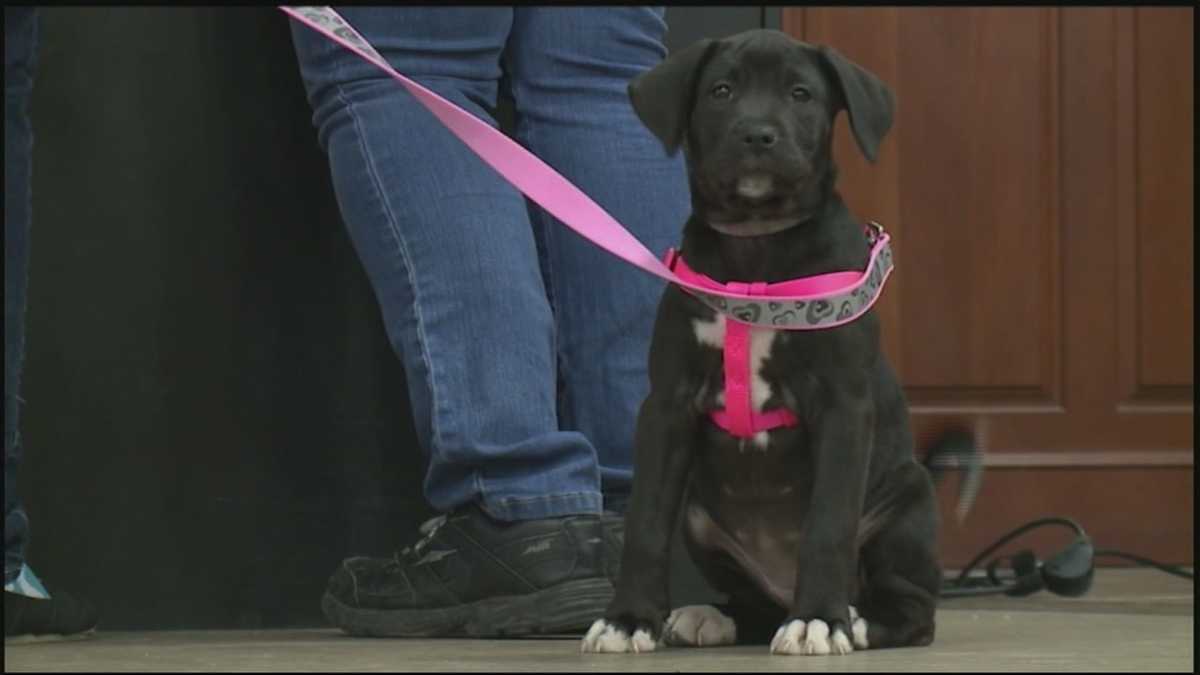 Is your dog licensed by the state?