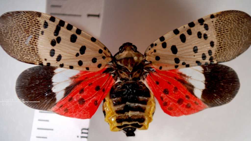 "Spotted Lantern Fly" poses danger to Pa. trees