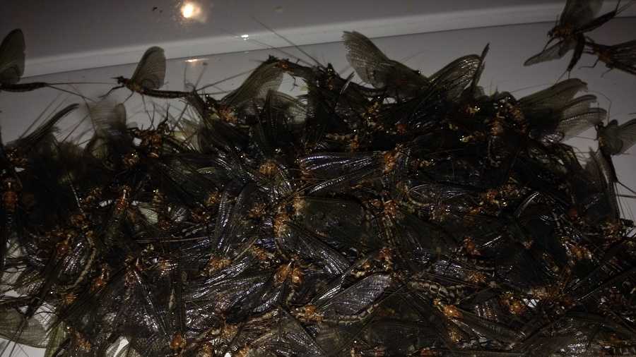 Photos: Mayflies swarm bridge over Susquehanna River