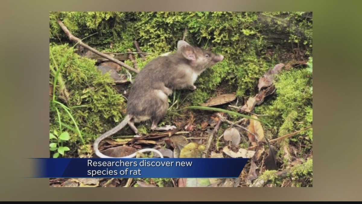 New species of mammal has features 'never seen by science before'