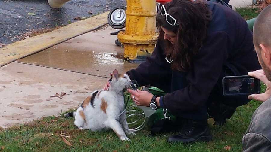 Photos: Exotic animals escape York County fire