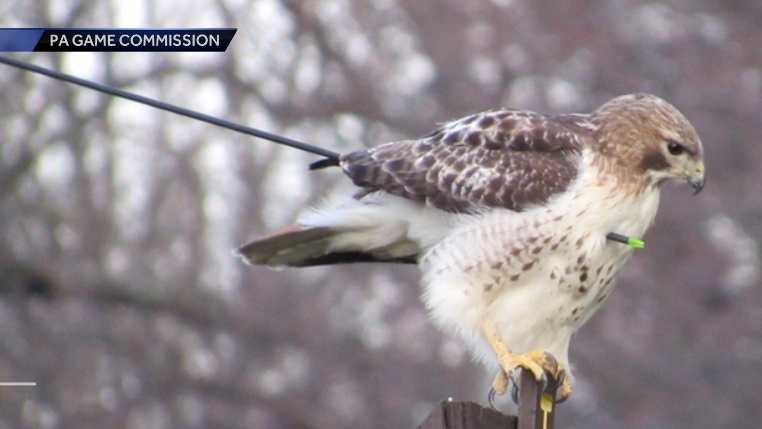 BEFORE AND AFTER: Injured hawk healed