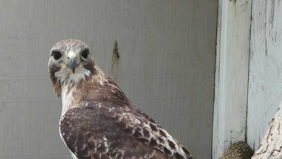 UPDATE: Hawk shot by arrow to be released Wednesday in York park