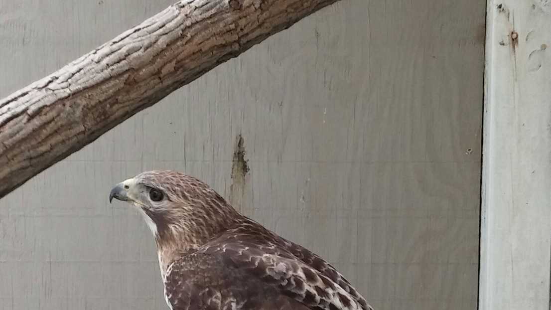BEFORE AND AFTER: Injured hawk healed