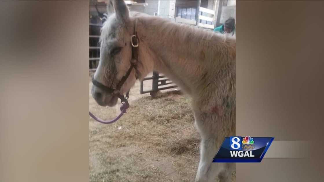 Horse abuser pleads not guilty to animal cruelty charges