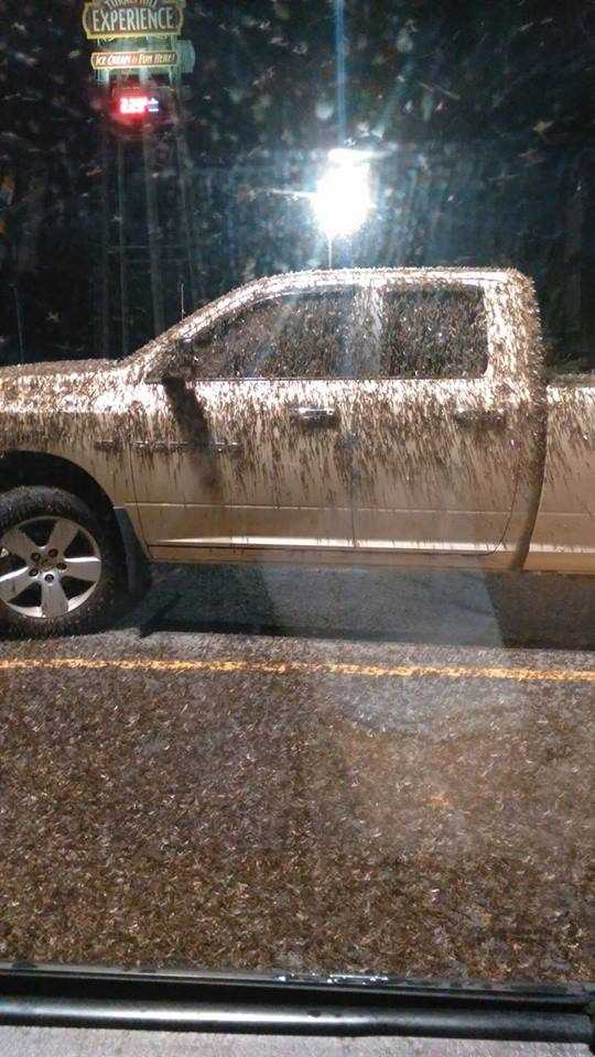 PHOTOS: Cars, homes covered in mayflies