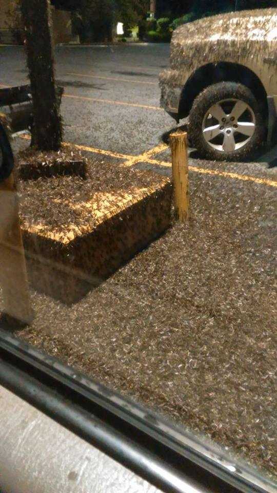 PHOTOS: Cars, homes covered in mayflies