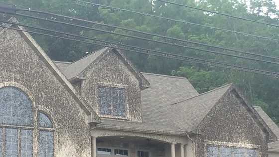 PHOTOS: Cars, homes covered in mayflies