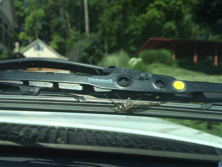 PHOTOS: Cars, homes covered in mayflies