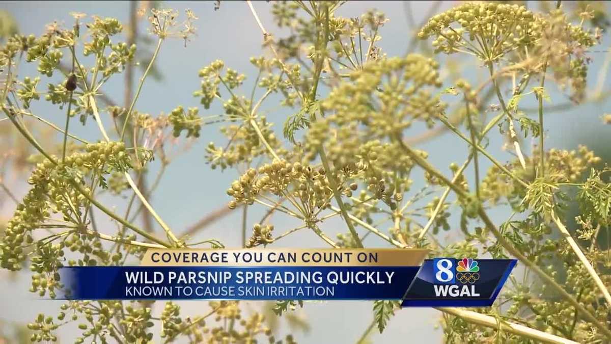 Toxic plant spreading quickly across the country