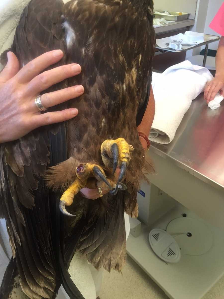 PHOTOS: Eagle injured in trap